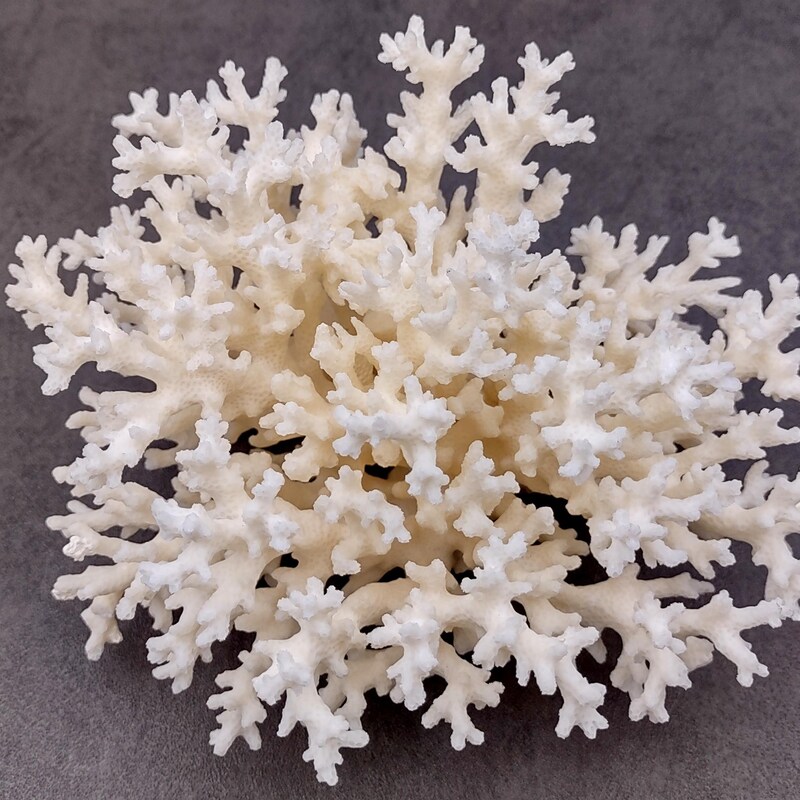 Coral Plastic - Etsy