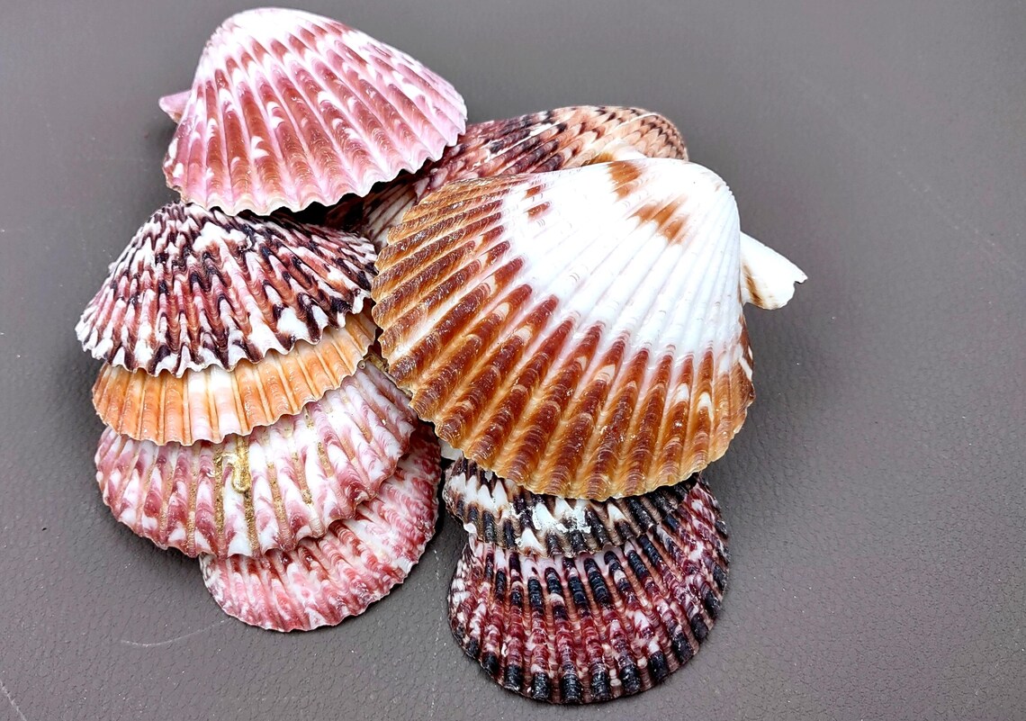 Calico Atlantic Scallop Seashells Argopecten Gibbus (10 Shells Approx ...