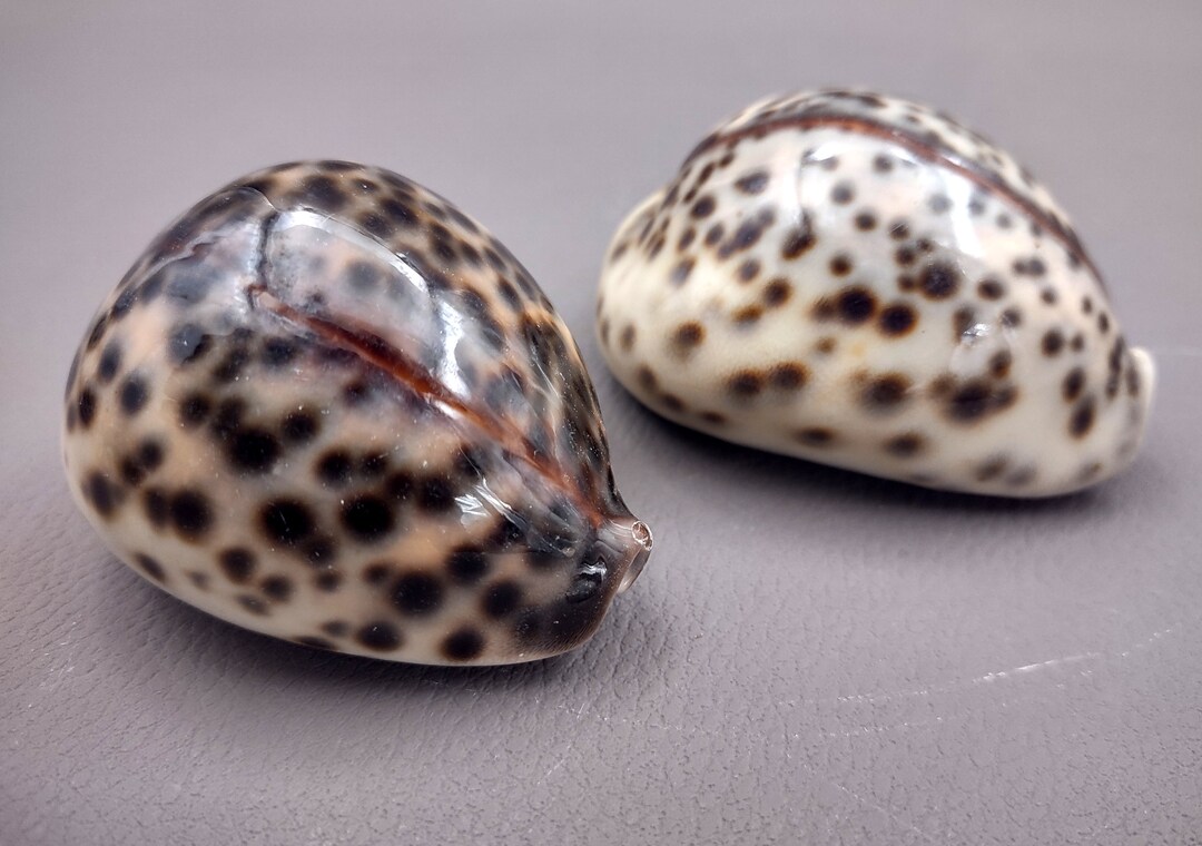 Tiger Cowrie Seashells Cypraea Tigris 2 Shells Approx. 2.75 Inches ...