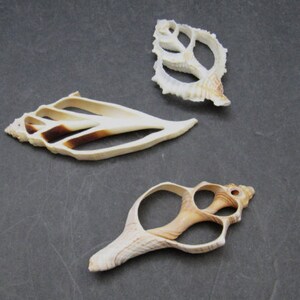 XL Assorted Sliced Center Cut Seashells 3 Shells Approx. 3-4 Inches - Etsy