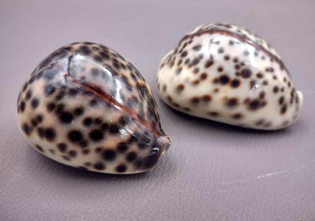 Tiger Cowrie Seashells Cypraea Tigris 2 Shells Approx. 2.75 Inches ...