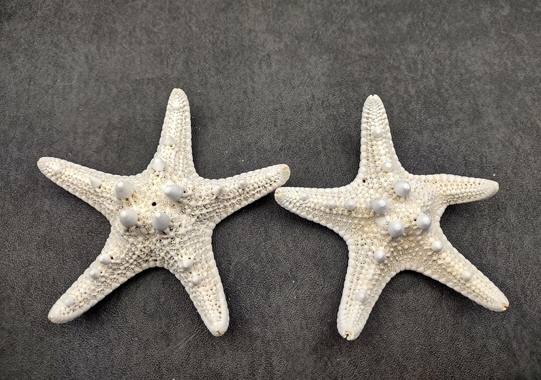 White Knobby Starfish Protoreaster Nodosus (2 Starfish Approx. 3 ...