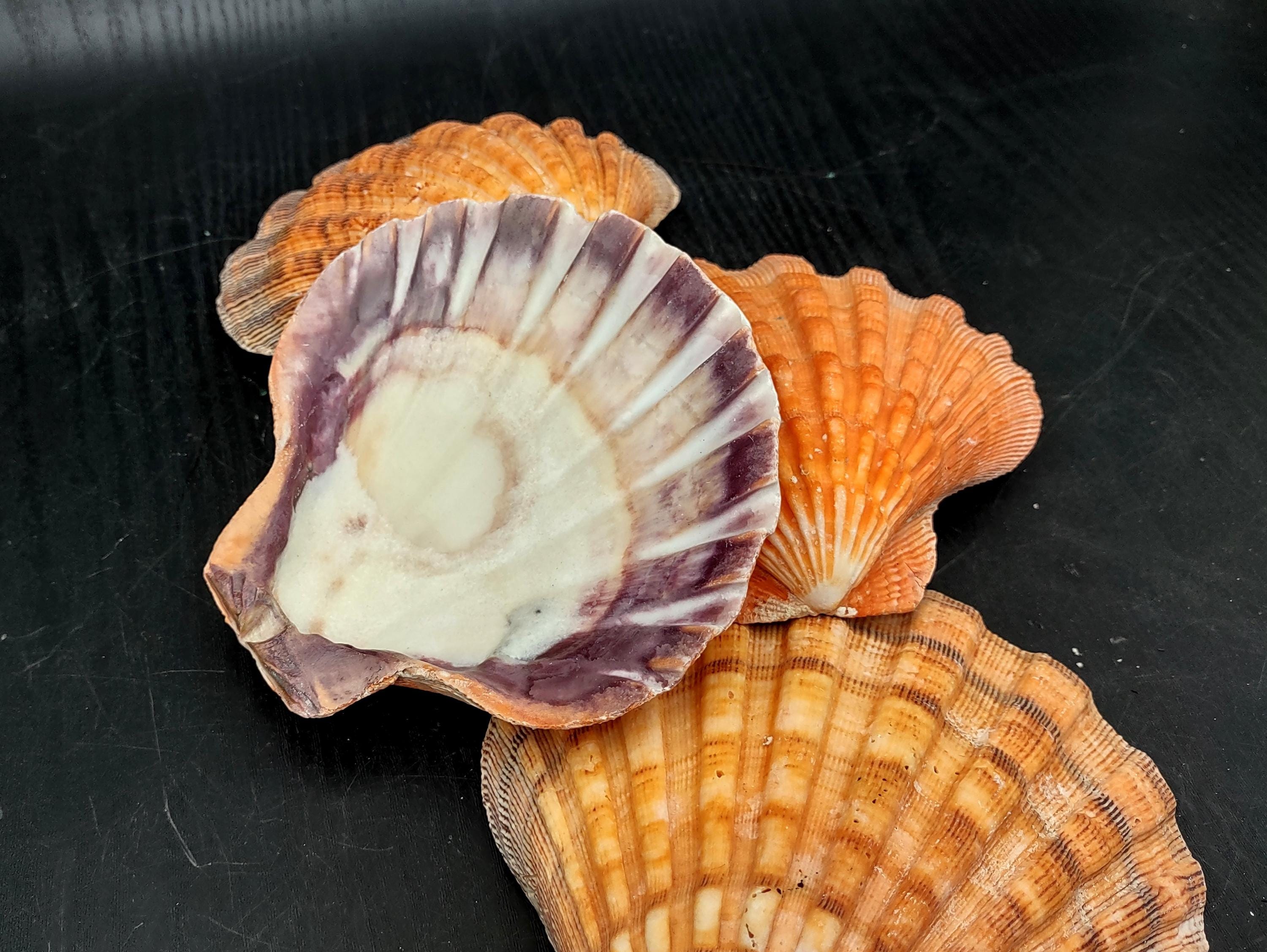Orange Lion's Paw Scallop Seashell Pecten Subnodosus (1 Shell Approx. 5 ...