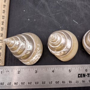 Pearlized Trochus Seashell Trochus Niloticus (1 Shell Approx. 2.5 ...