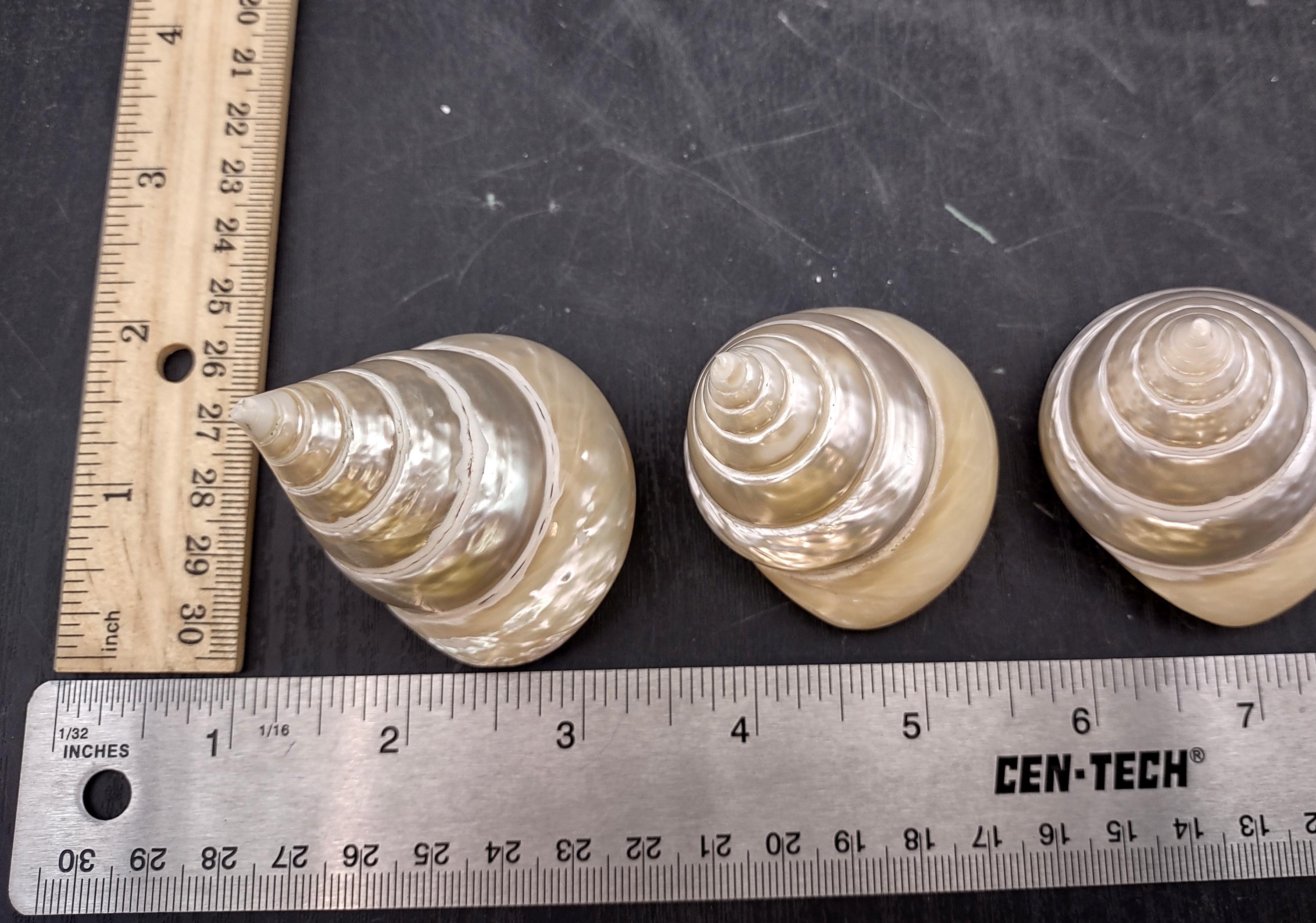 Pearlized Trochus Seashell Trochus Niloticus (1 Shell Approx. 2.5 ...