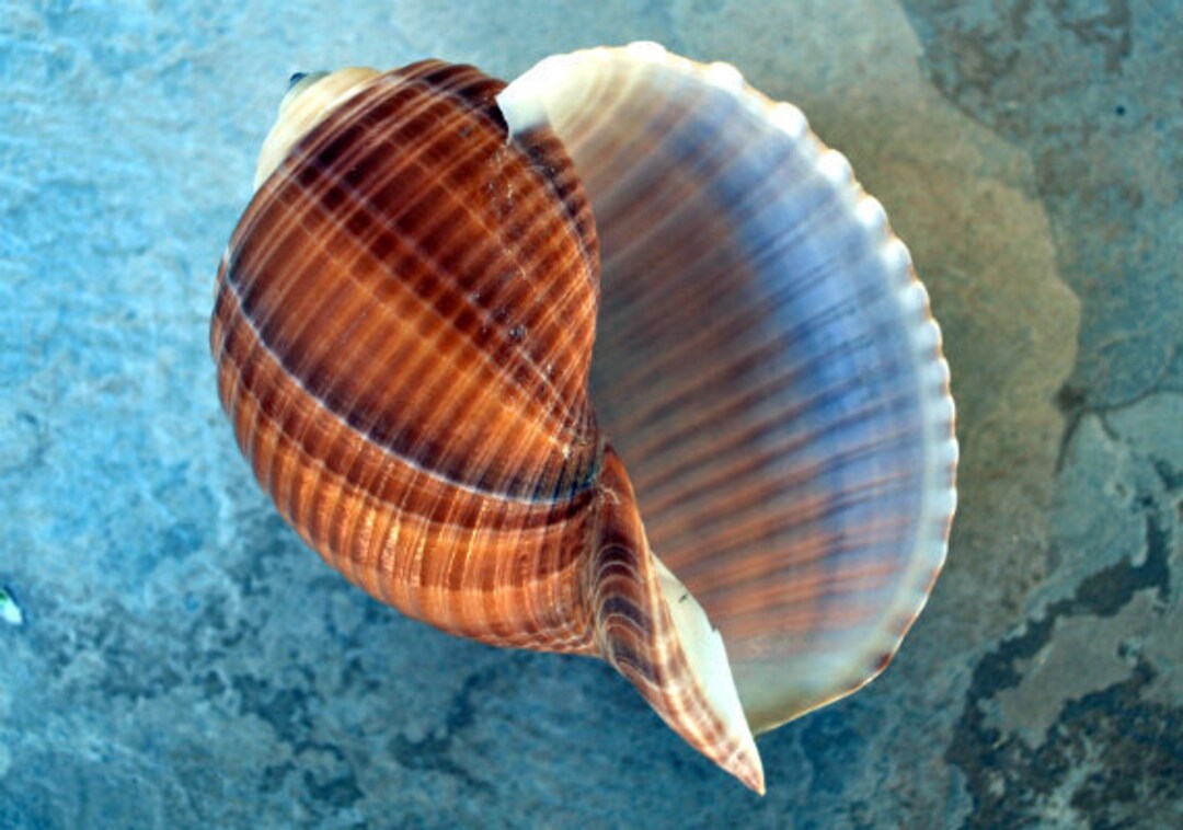 Large Tun Seashell Tonna Oleria 1 Shell Approx. 4.5-5.5 - Etsy
