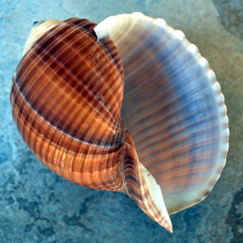 Large Tun Seashell Tonna Oleria 1 Shell Approx. 4.5-5.5 - Etsy