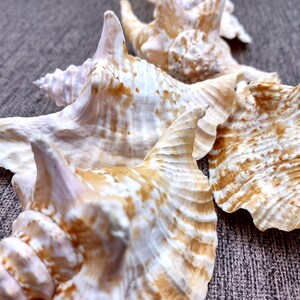 Rooster Conch Seashell Strombus Gallus (1 Shell Approx. 4+ Inches ...