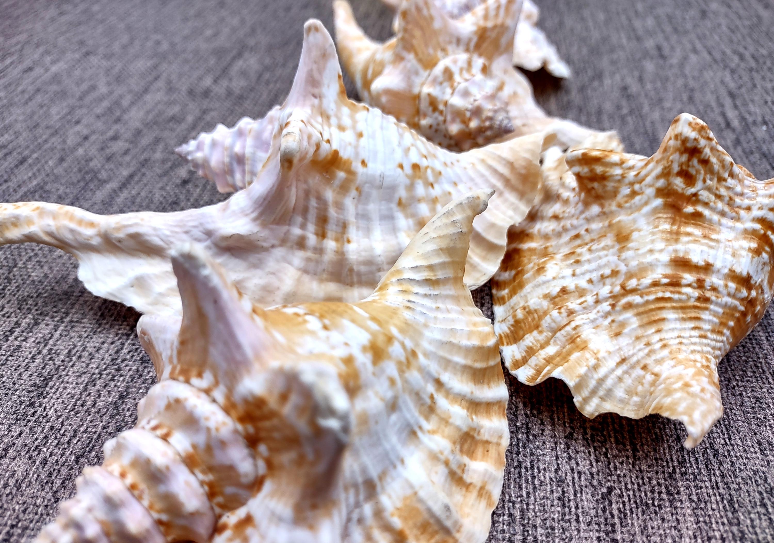 Rooster Conch Seashell Strombus Gallus (1 Shell Approx. 4+ Inches ...