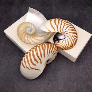 Natural Nautilus Seashell Half Cut Pairs Nautilus Pompilius (1 Shell PAIR Approx. 4+ Inches ...