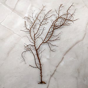 Black Sea Fan Coral Gorgonia Ventalina (1 Fan Approx. 5-6+ Inches) Dark ...