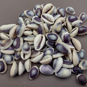 Purple Top Cowrie Seashells Cypraea Annulus (approx. Half Cup 45 ...