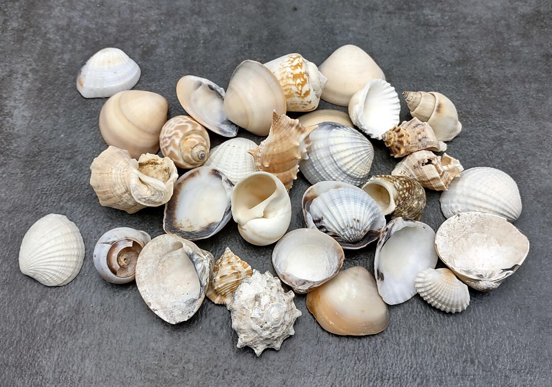 Medium Seashell Assorted Ocean Mix (approx. 1 Cup 30+ Shells 1-1.5 ...