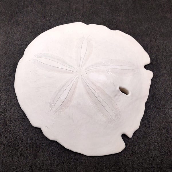 Large Sand Dollar - Etsy