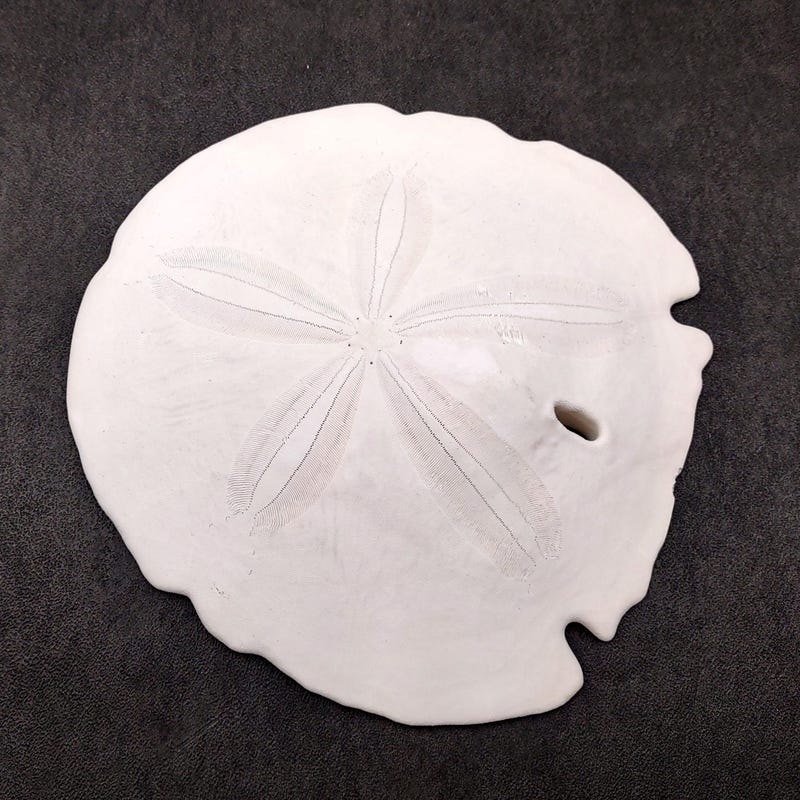 Large Sand Dollar - Etsy