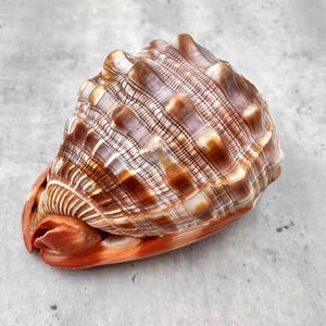 Bullmouth Helmet Seashell Cassis Rufa (1 Shell Approx. 5+ Inches ...