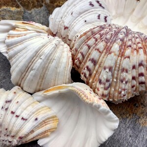 Bear Paw Clam Seashell Hippopus Hippopus (1 Shell Approx. 4+ Inches ...