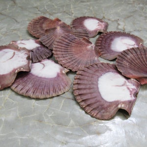 Mexican Flat Scallops Pecten Vogdesi 10 Shells Approx. 2-3 Inches - Etsy