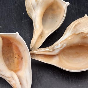 Right Handed Whelk Seashell Creamy Yellow Atlantic Busycon Carica (1 ...