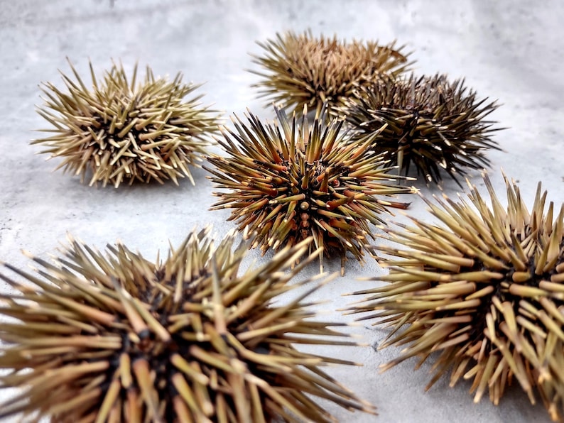 Burrowing Sea Urchin With Spines Echinometra Mathaei (2 Urchins Approx ...