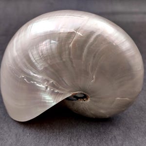 Pearlized Nautilus Seashell Polished Nautilus Pompilius (1 Shell Approx ...