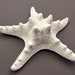 White Knobby Starfish Protoreaster Nodosus 1 Starfish Approx. 5 Inches ...