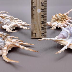 Scorpion Spider Conch Seashell Lambis Scorpio 1 Shell Approx. 4-6 ...