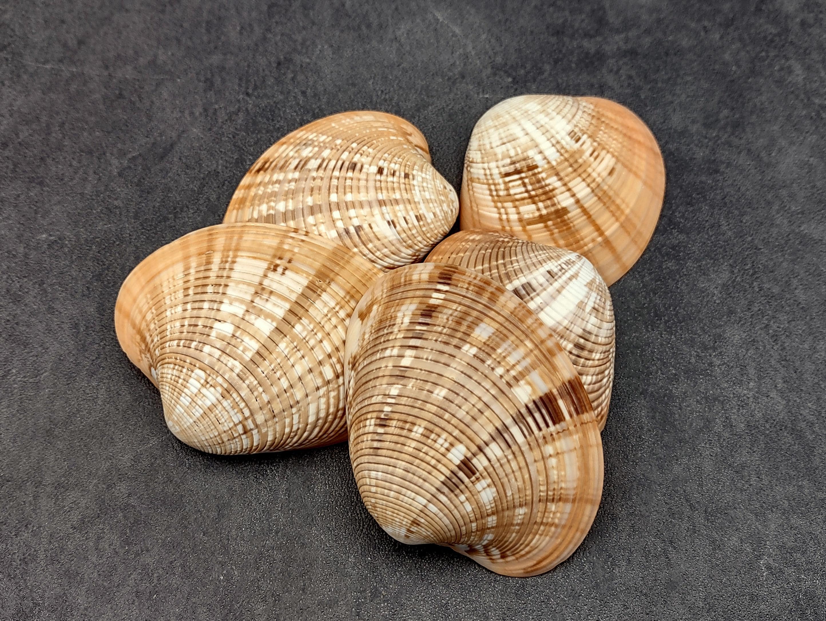 Reddish Venus Clam Seashell Halves Callista Erycina (5 Halves Approx. 2 ...