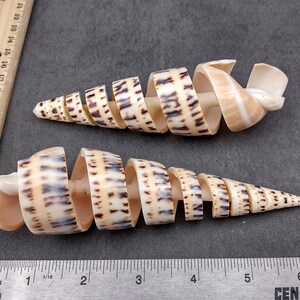 Spiral Cut Marlinspike Auger Seashell Terebra Maculata (1 Shell Approx ...