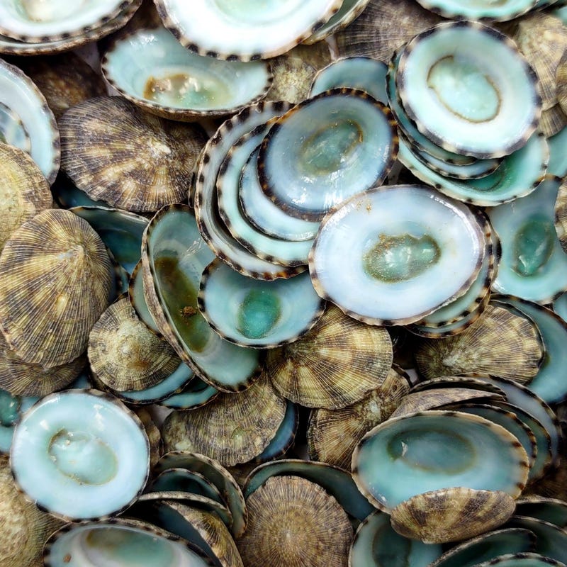 Green Seashells - Etsy