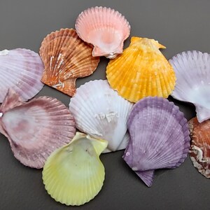 Noble Scallop Seashells Pecten Nobilis 10 Shells Approx. 1.5-2 Inches ...