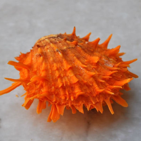 Orange Spiny Oyster - Etsy