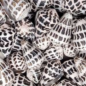 Large Hebrew Cone Seashells Conus Ebraeus White Black Spots 5 Shells ...