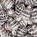 Large Hebrew Cone Seashells Conus Ebraeus White Black Spots 5 Shells ...