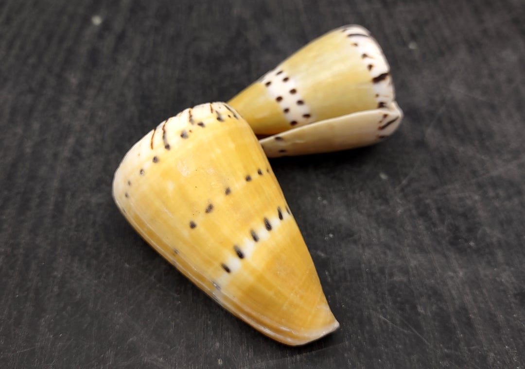Captain Cone Seashells Conus Capitaneus (2 Shells Approx. 2+ Inches ...