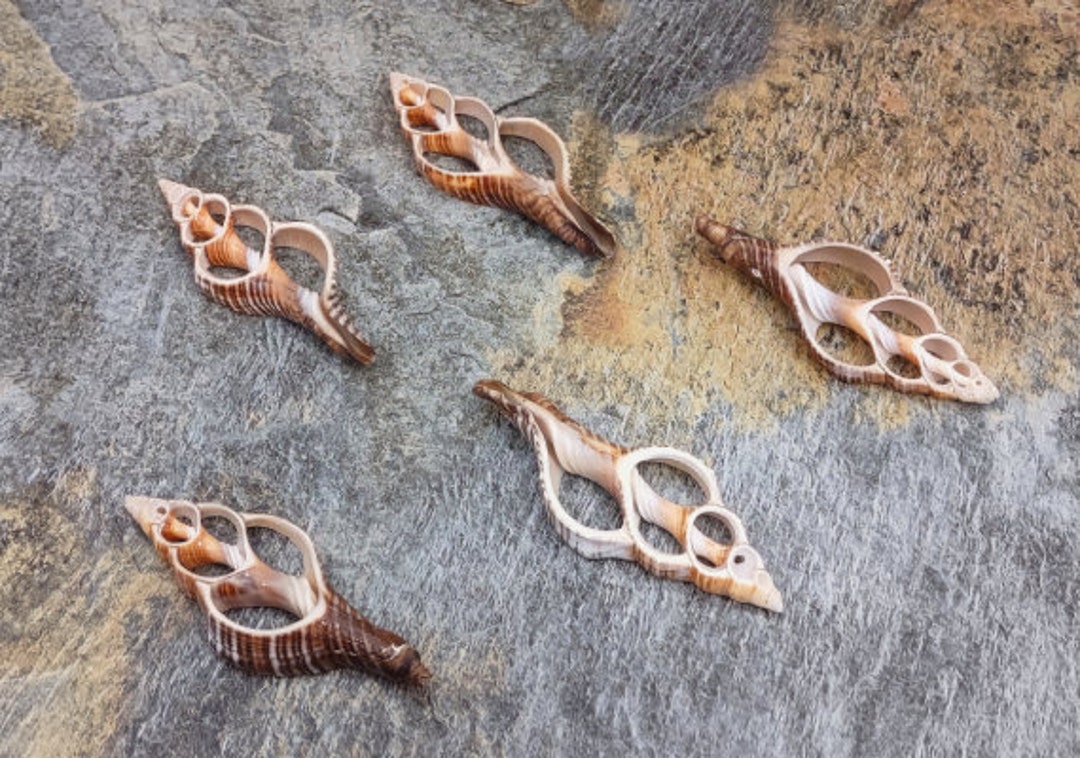 Center Cut Fox Shells 5 Shells Approx. 2 Inches Natural Seashells Great ...