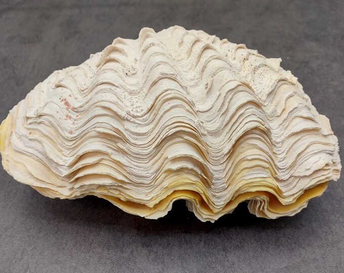 Ruffled Clam Shell, With Stand - Etsy