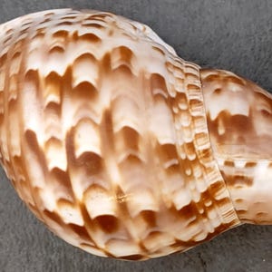 Caribbean Triton Seashell Charonia Tritonis 1 Shell Approx. 6 Inches ...