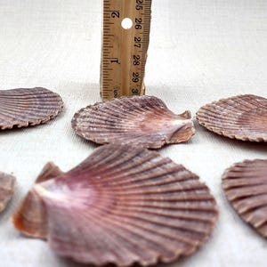 Mexican Flat Scallop Seashells Pecten Vogdesi (10 Shells Approx. 2 ...