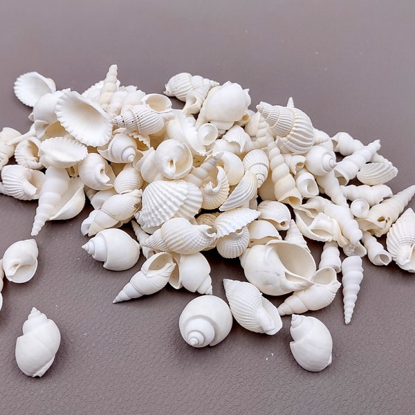 Assorted Seashells - Etsy