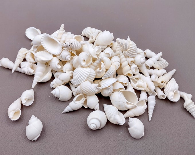 Beach Decor, White Shells, Shells, Seashells, Sea Shells Bulk, White ...