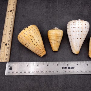Beech Cone Seashell Conus Betulinus (1 Shell Approx. 2.75+ Inches) Cone ...