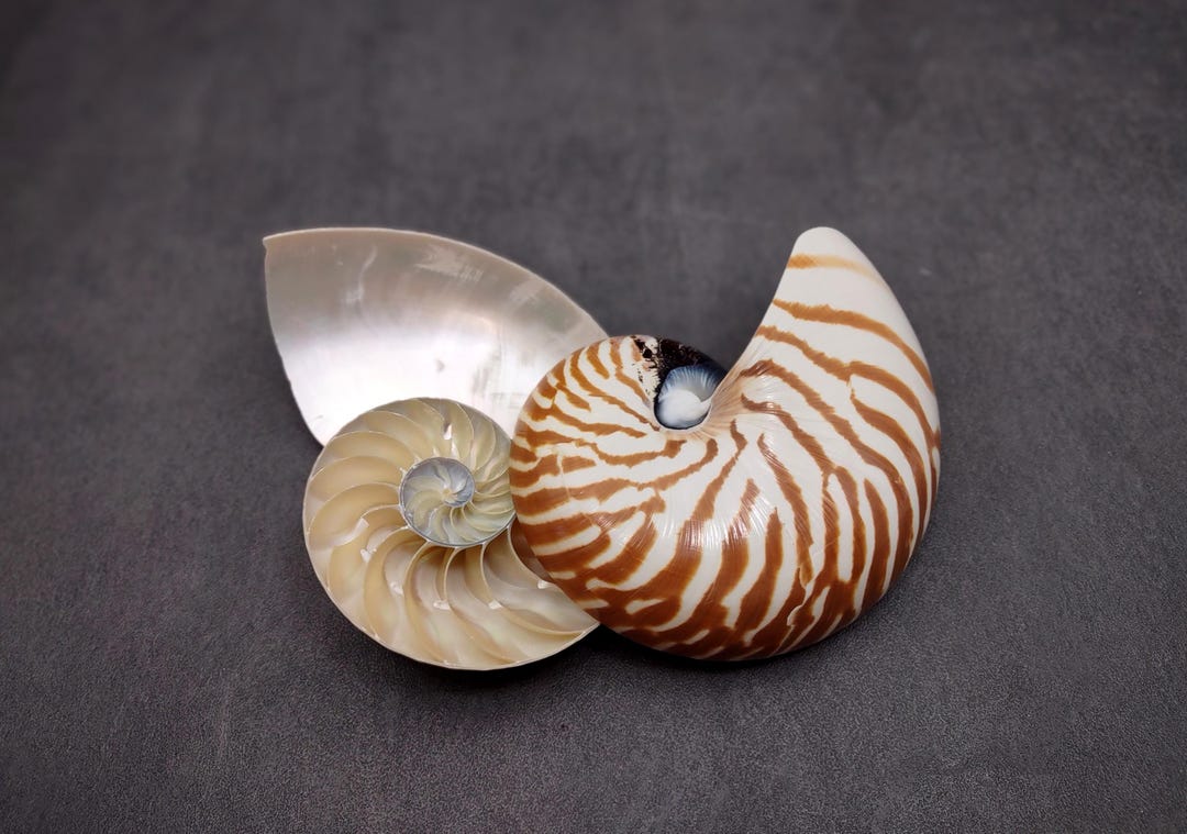Natural Nautilus Seashell Half Cut Pairs Nautilus Pompilius 1 Shell ...
