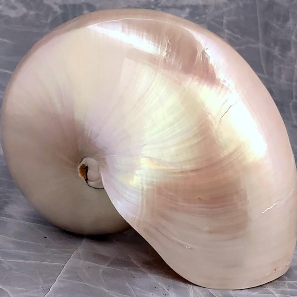 Large Nautilus Shell - Etsy