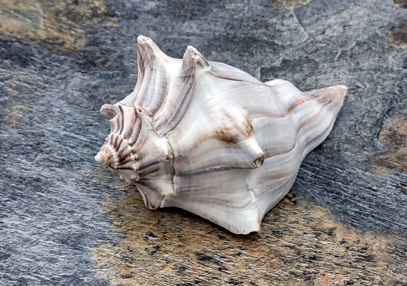 Right Handed Whelk Seashell Knobbed Dark Streaked Busycon Carica (1 ...
