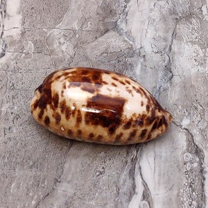 Tortoise Cowrie Seashell Cypraea Testudinaria 1 Shell Approx. 4-4.5 ...