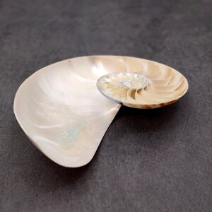Polished Natural Nautilus Seashell Right Cut Single Half Nautilus ...