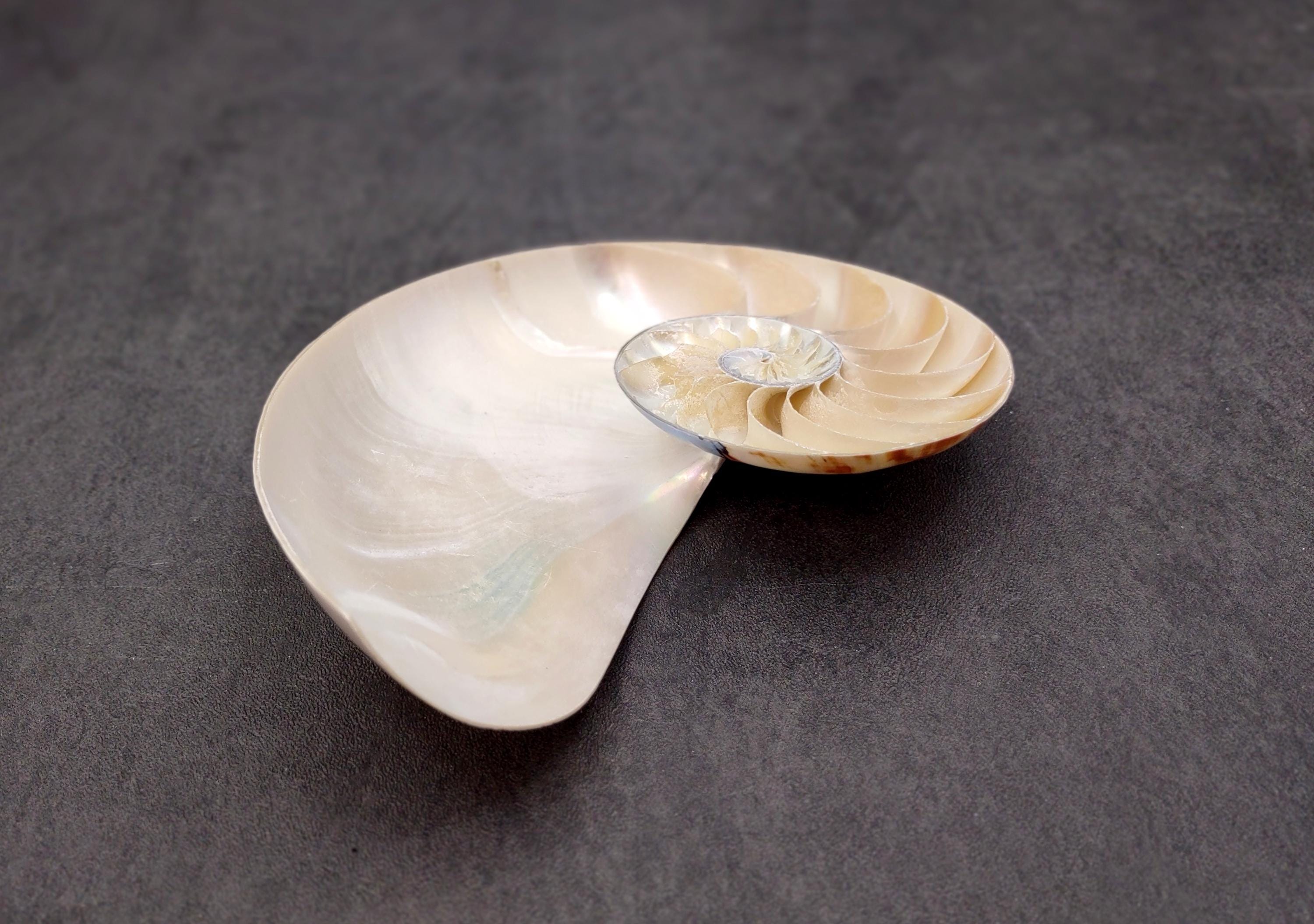 Polished Natural Nautilus Seashell Right Cut Single Half Nautilus ...