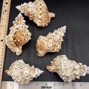 Giant Frog Seashell Bursa Bubo (1 Shell 4+ Inches) Lovely Shells for ...