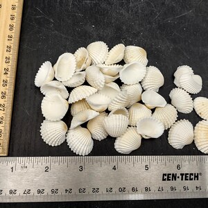 White Ark Clam Seashells Andara Granosa approx. Half Cup 35 Shells 0.5 ...